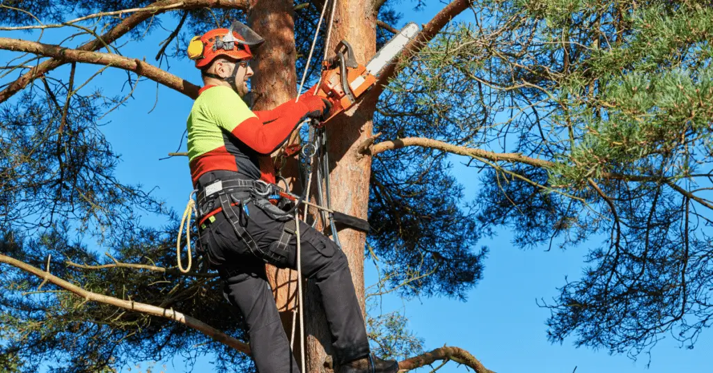 Our Services | Tree Care Services by Custom Tree LLC